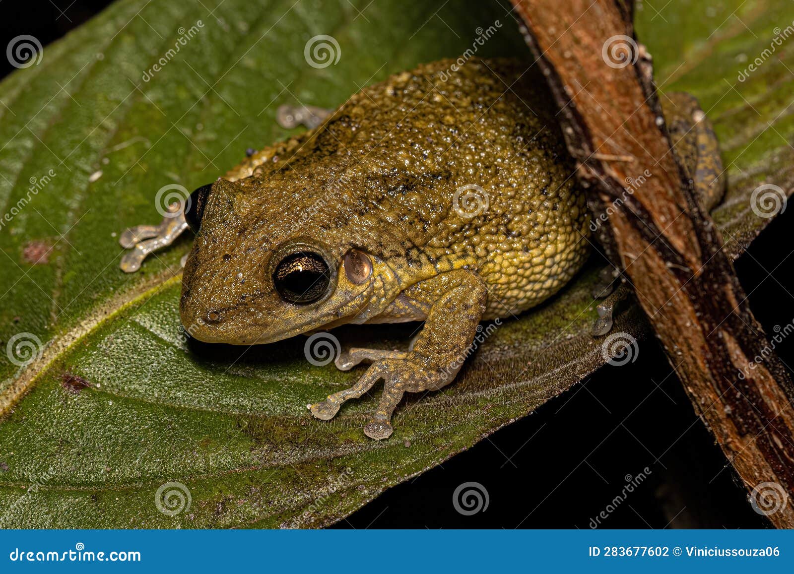 Snouted Tree Frog stock photo. Image of anura, wildlife - 283677602