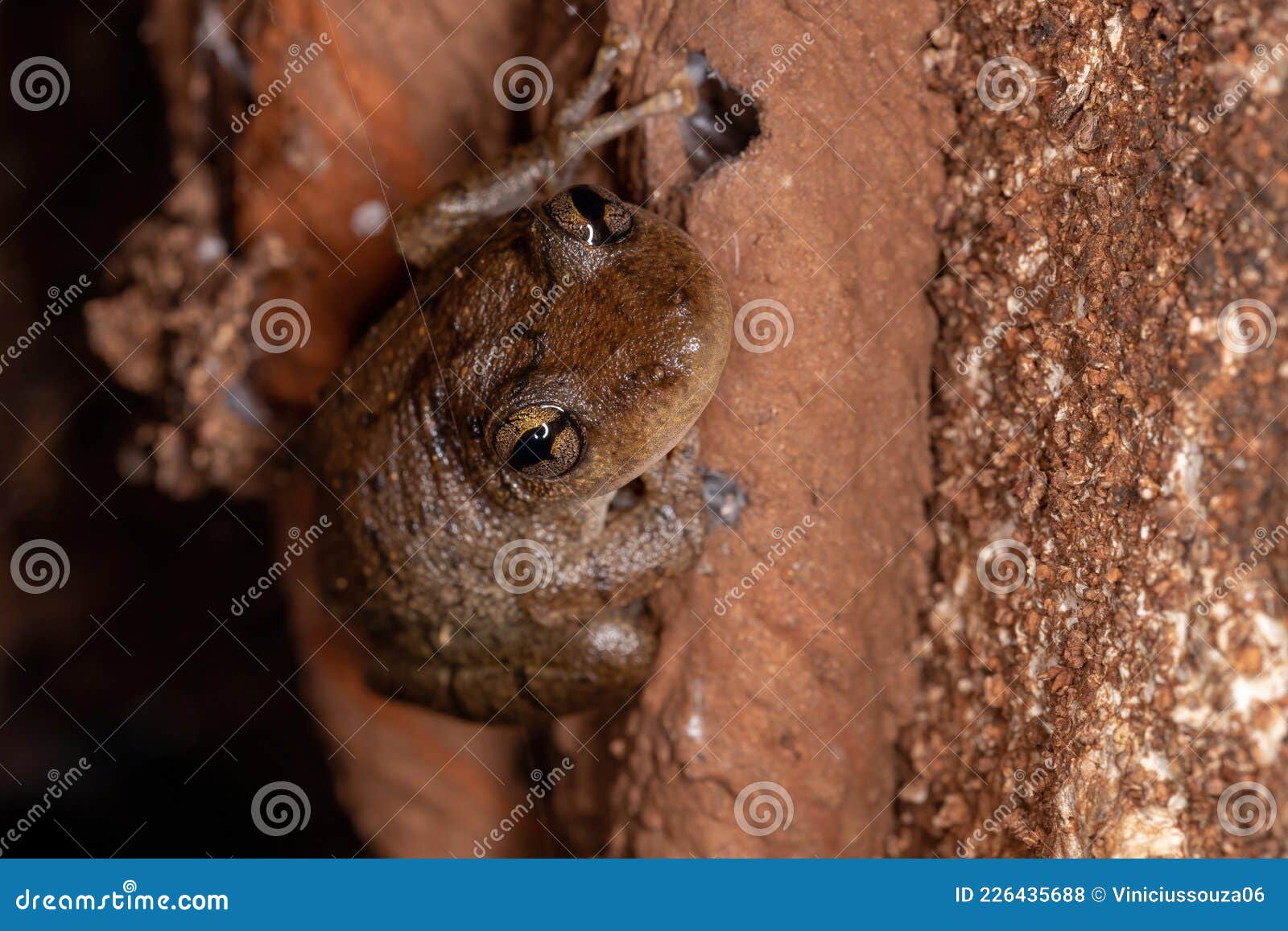 Snouted Tree Frog stock photo. Image of rainforest, natural - 226435688