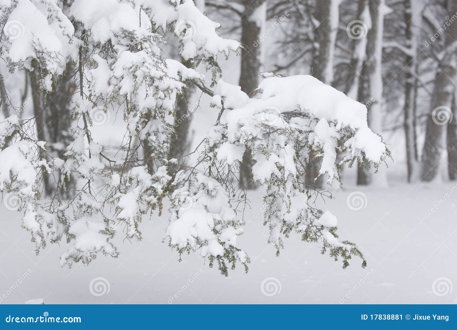 Snow stock image. Image of 2011snow, pine, january, tree - 17838881