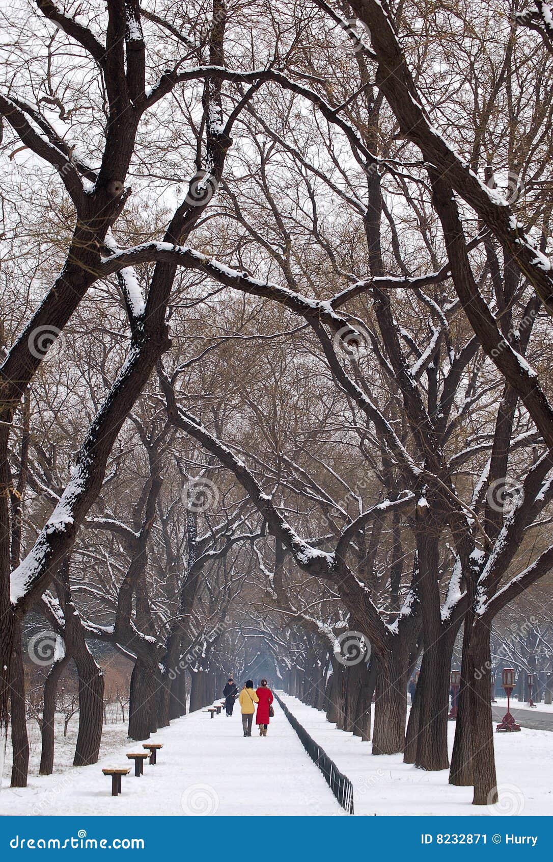 After snow stock image. Image of forest, photograph, garden - 8232871