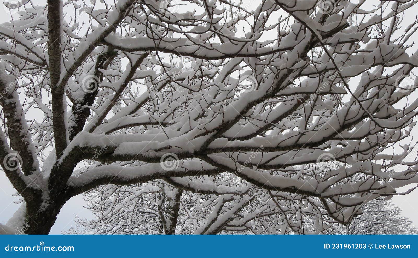 Snow Accumulation on Tree Limbs Stock Image - Image of snowy, white ...