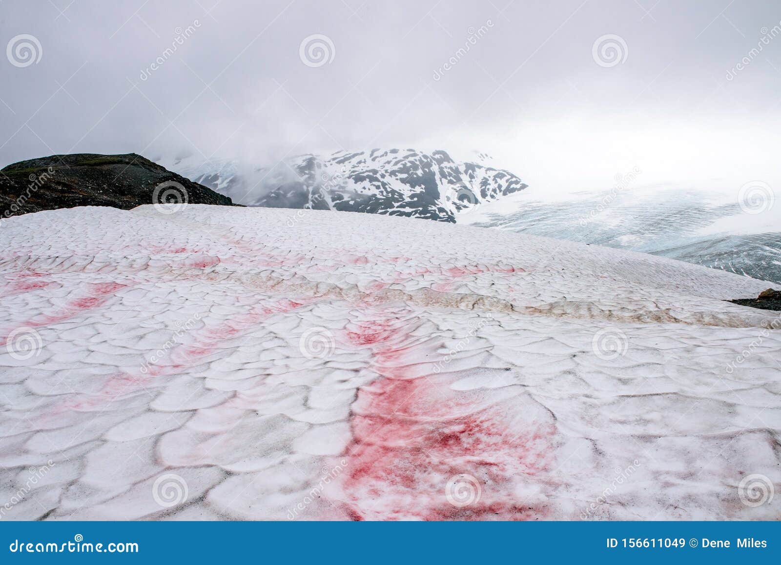 Snow Algae on a Hiking Trail in Alaska Stock Image - Image of america ...