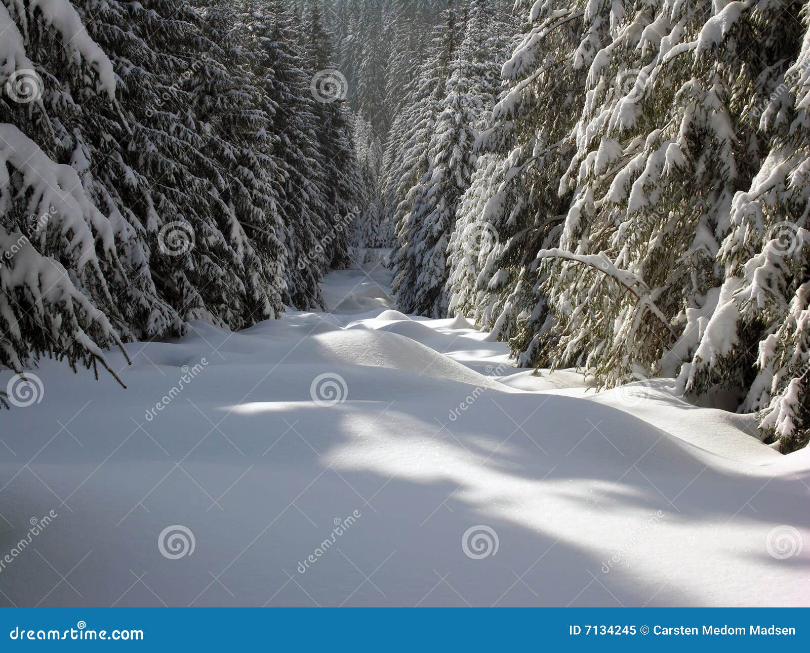 Snow All Over stock image. Image of shadows, january, horizontal - 7134245