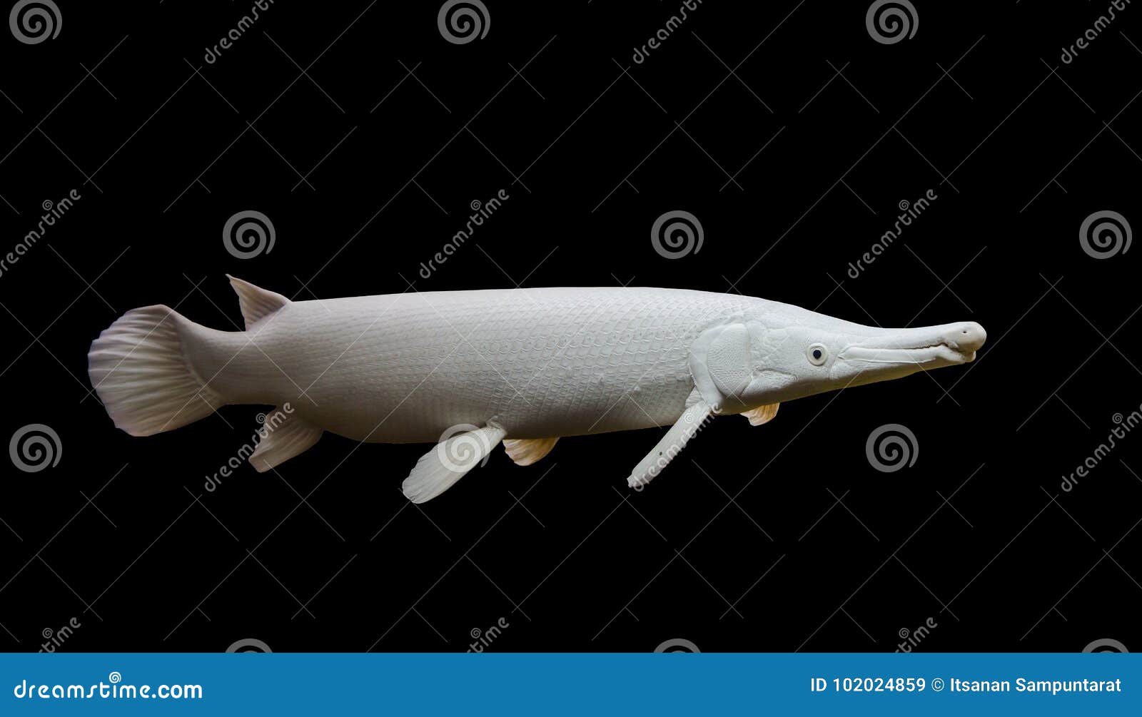 Alligator Gar Stock Images - Download 120 Royalty Free Photos - Page 2