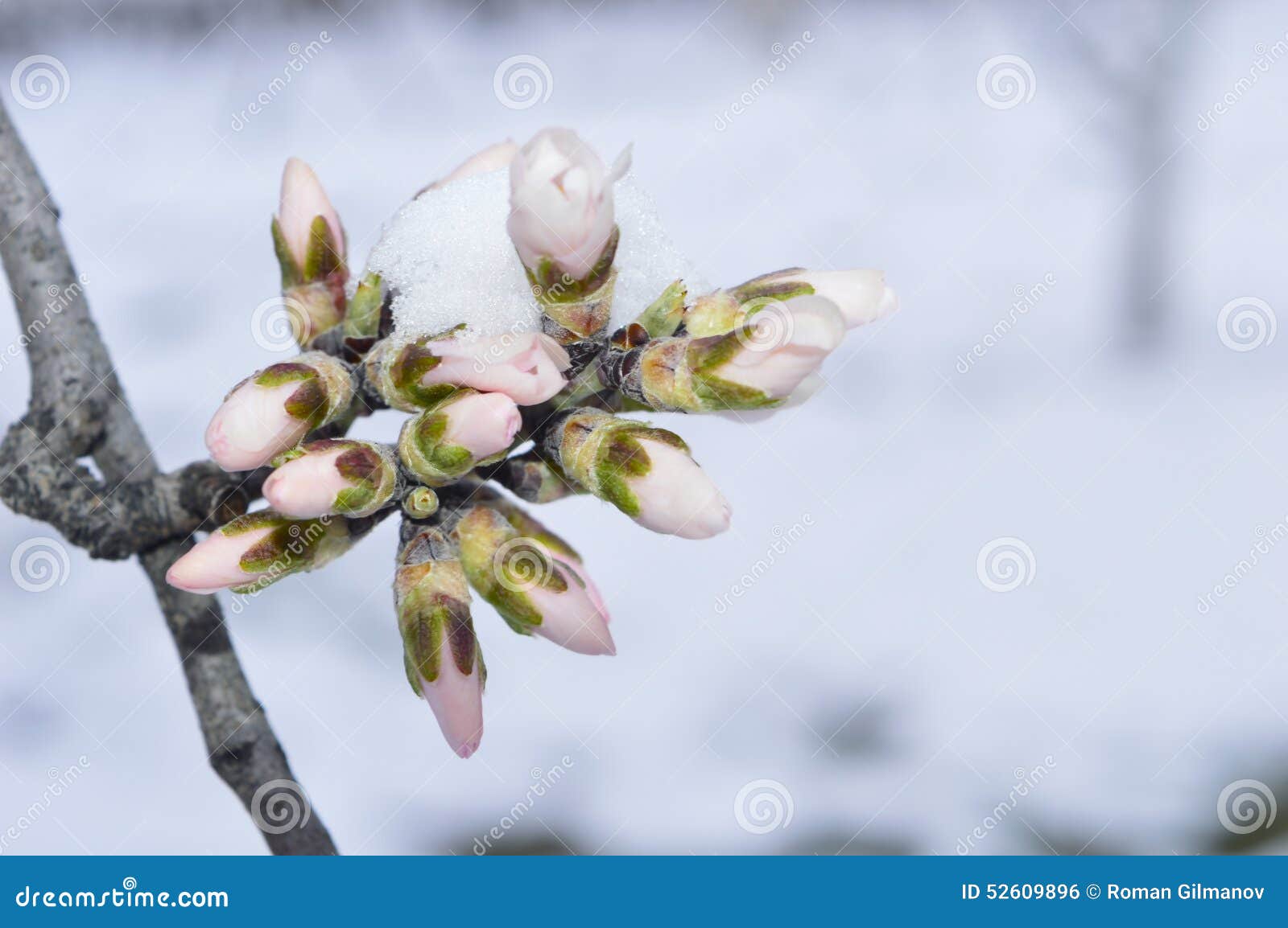 Snow on the almond buds stock photo. Image of nature - 52609896