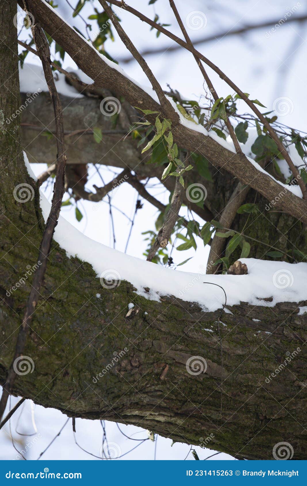 Snow along Tree Limbs stock image. Image of cold, crisp - 231415263