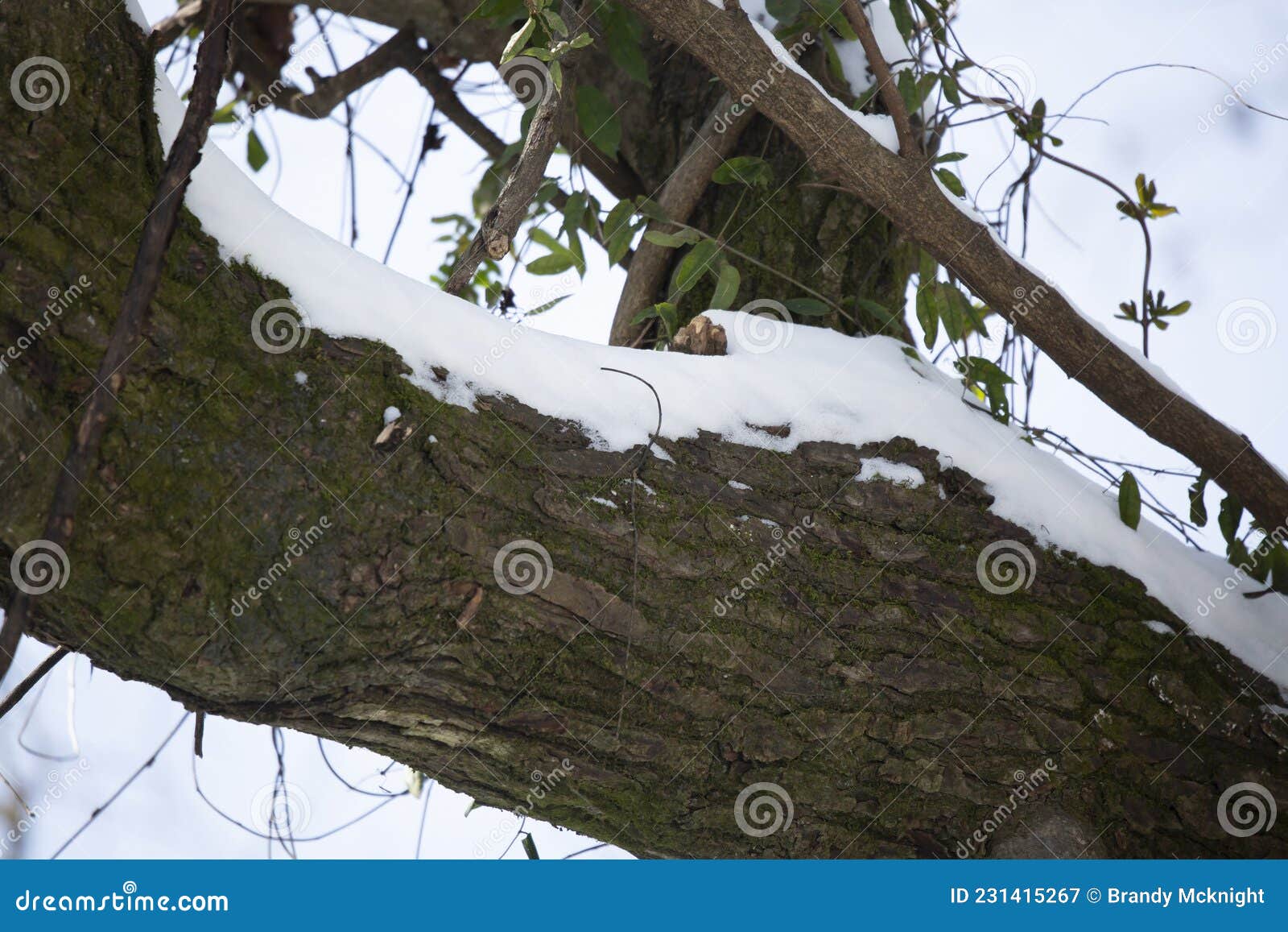 Snow along Tree Limbs stock image. Image of grey, background - 231415267