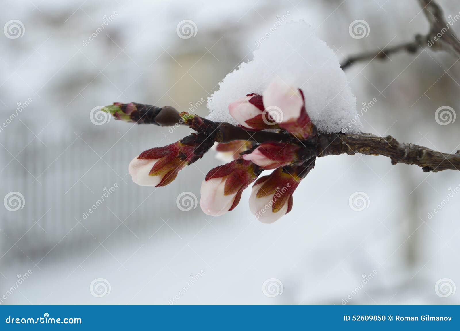 Snow on apricot tree buds stock photo. Image of bush - 52609850