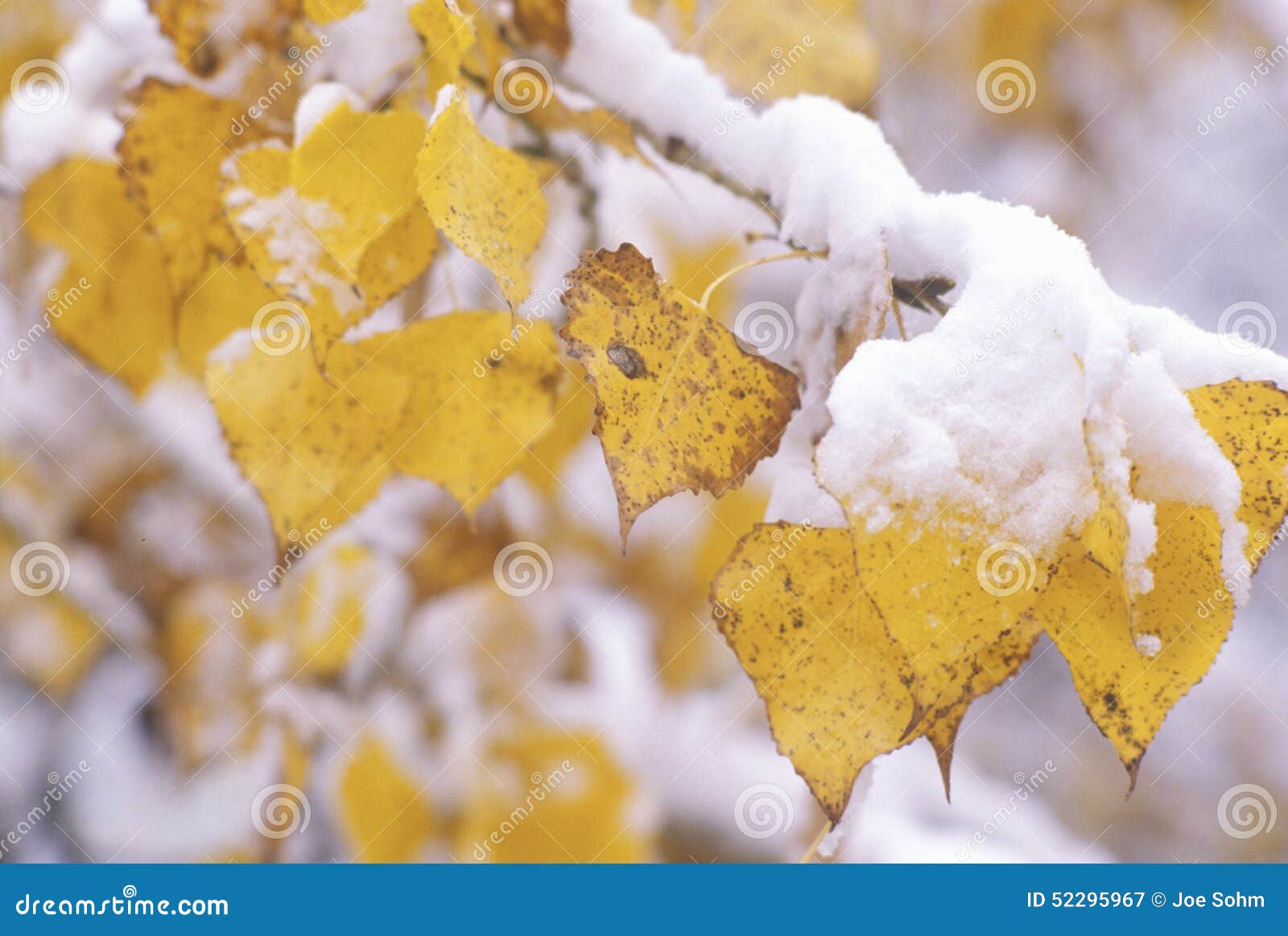 Snow on Autumn Leaves, Boulder, Colorado Stock Image - Image of autumn ...