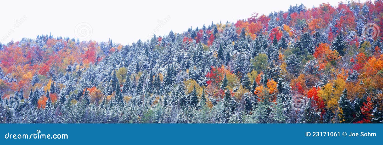 Snow and Autumn trees, stock image. Image of autumn, forests - 23171061