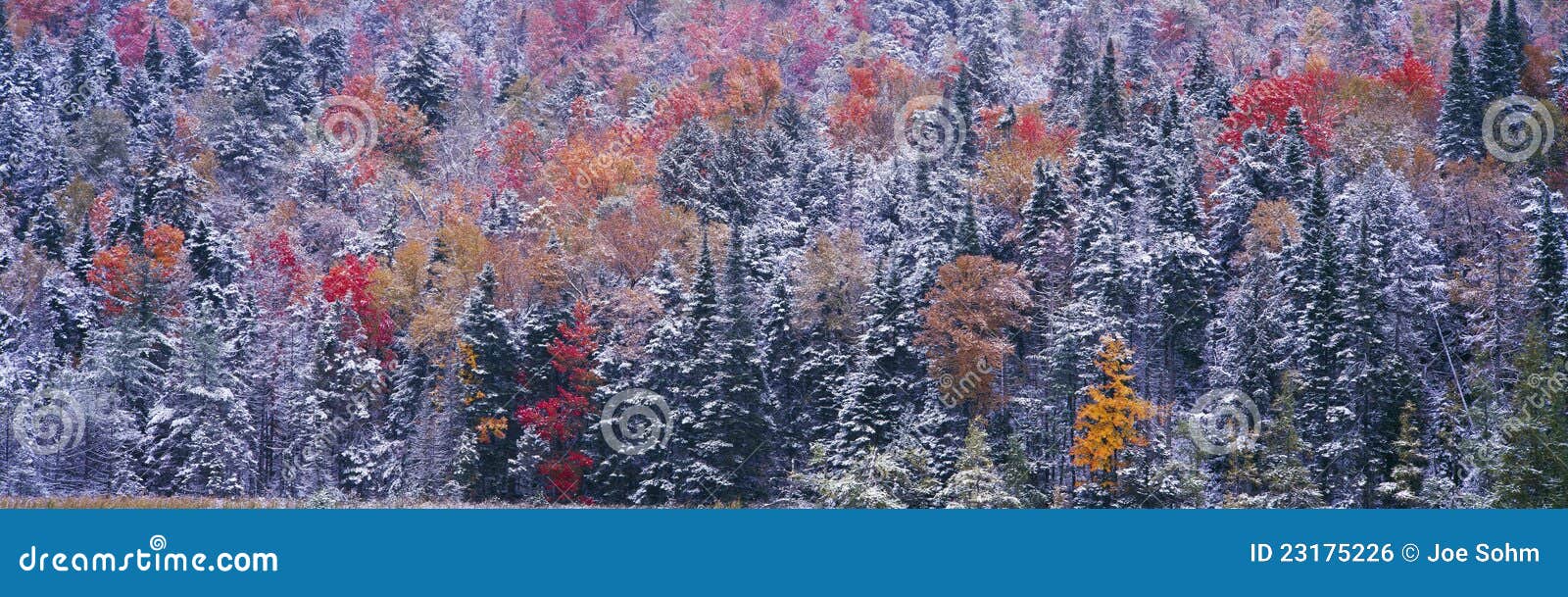 Snow and Autumn trees, stock photo. Image of ecosystem - 23175226