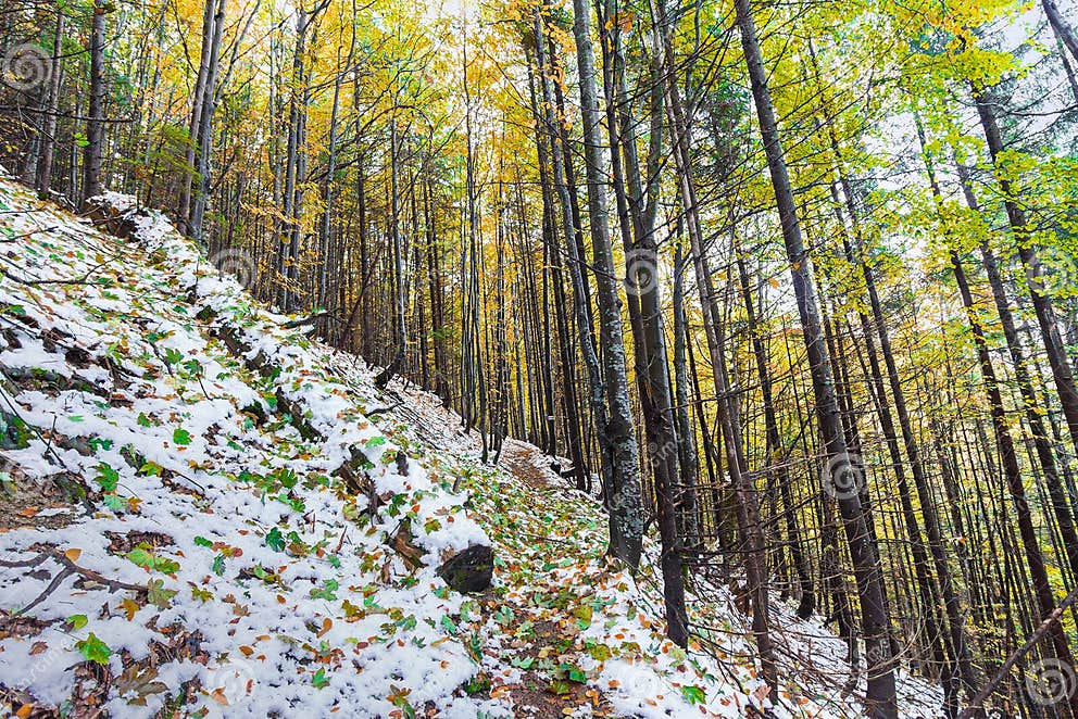 Snow and Autumn Trees in the Forest Stock Image - Image of path ...