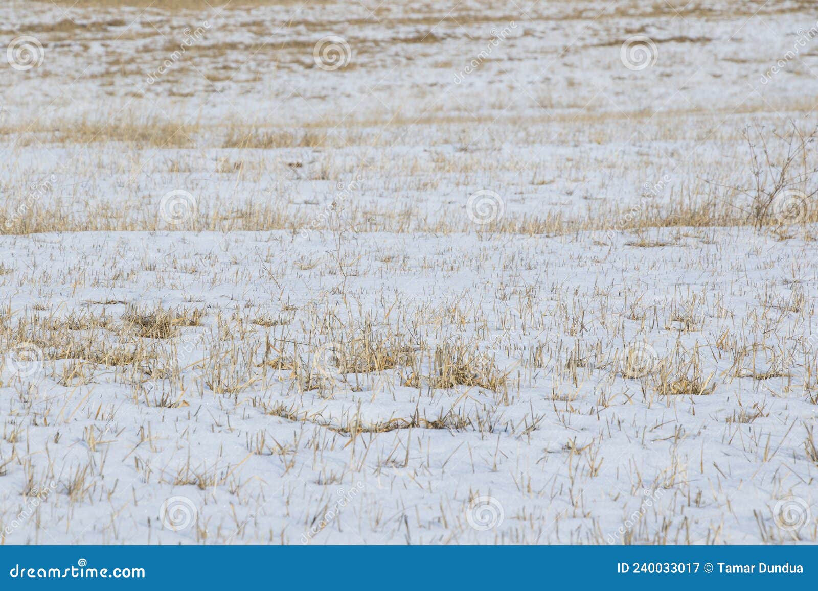 Snow Background, Snow Texture and Pattern Wallpaper, White and Yellow ...