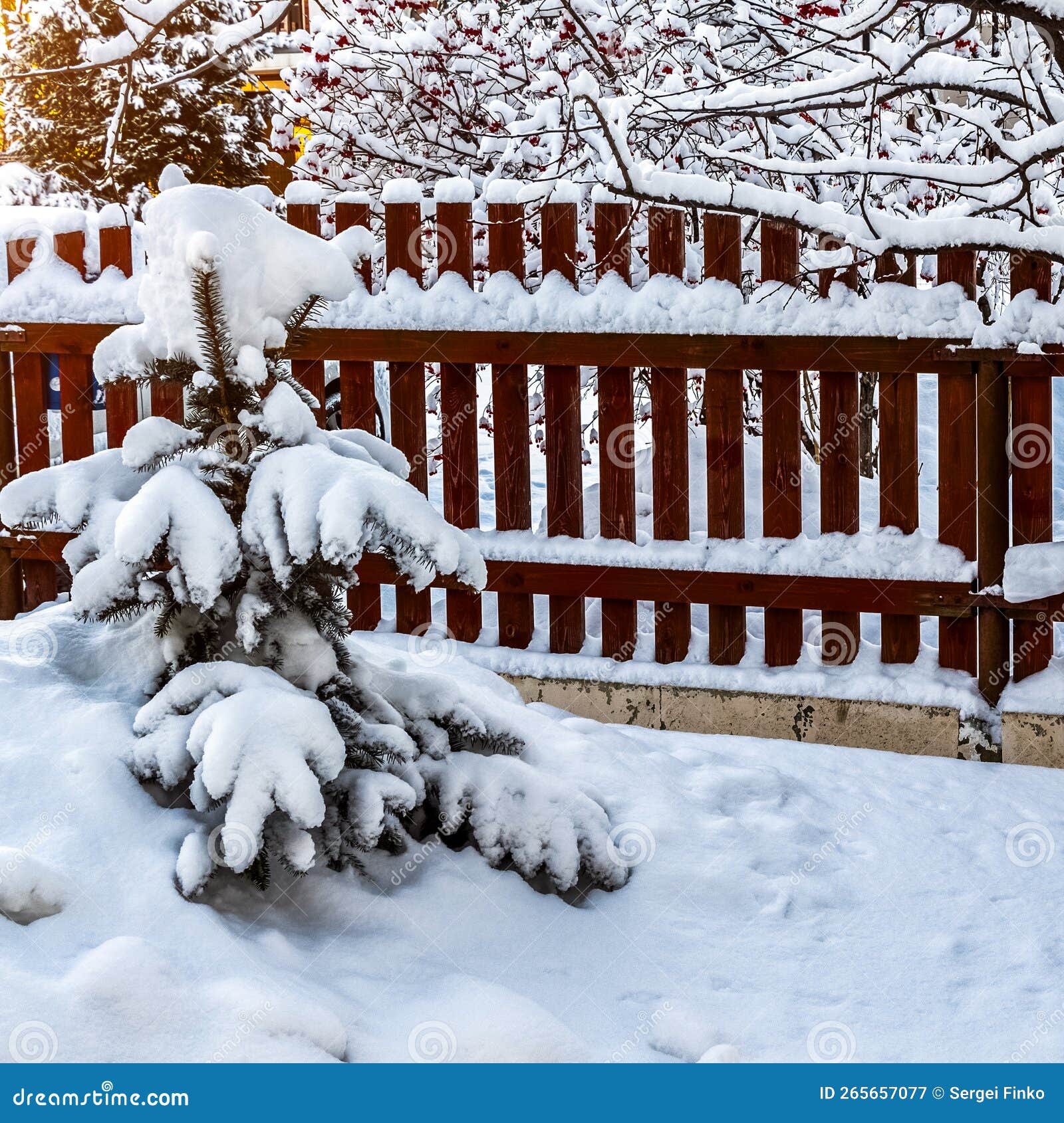 Snow in the backyard stock image. Image of calm, branch - 265657077