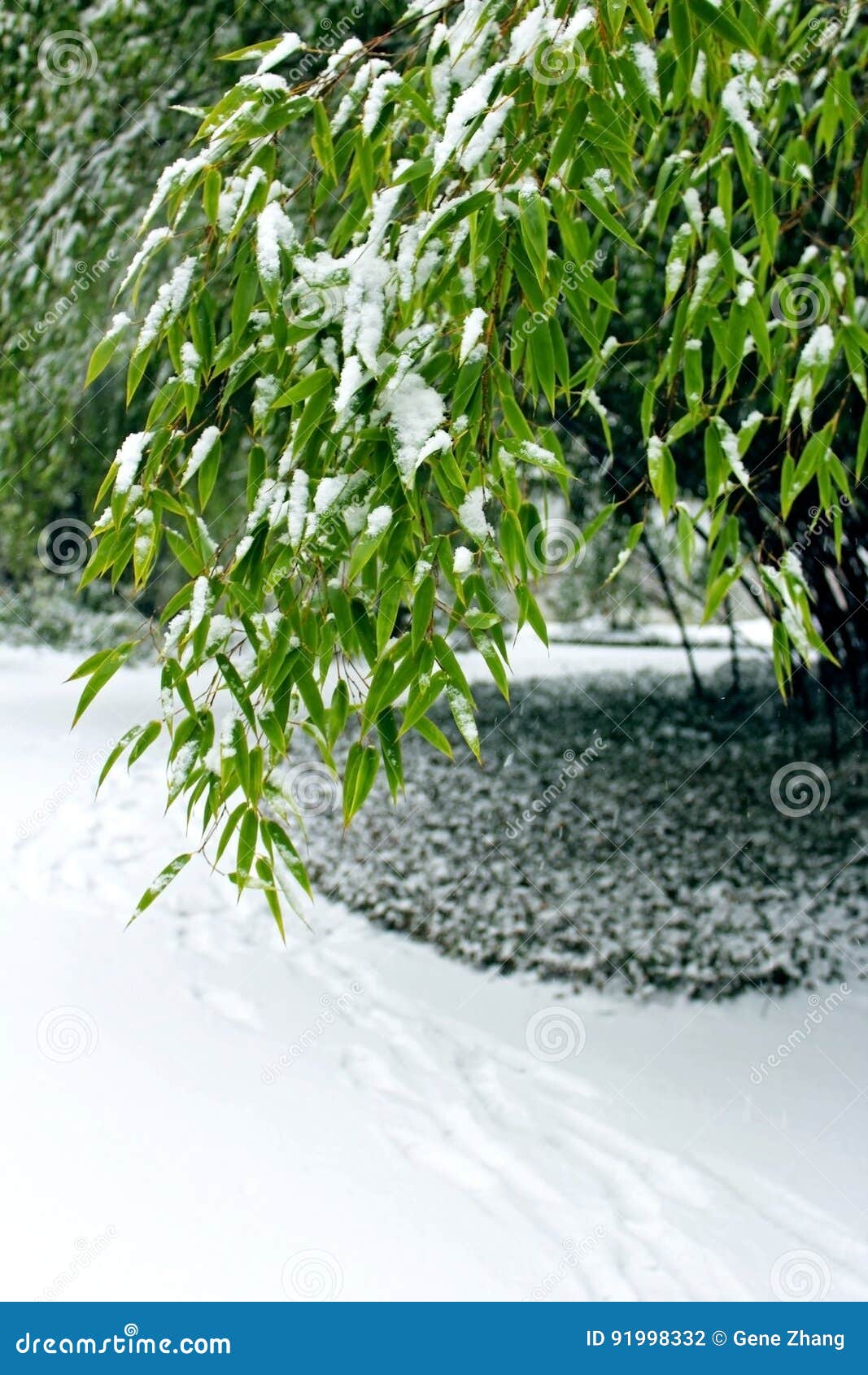 Snow, Bamboo, winter stock photo. Image of white, snow - 91998332