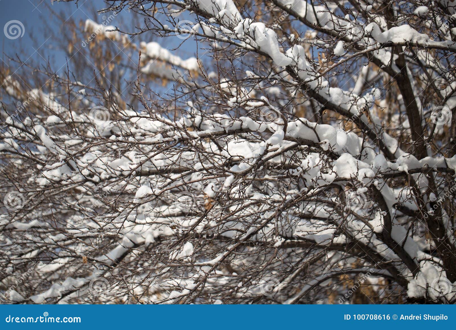 Snow on the Bare Branches of a Tree Stock Photo - Image of falling ...