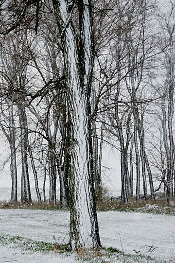 Snow on Bark stock image. Image of frozen, forming, interesting - 95348437