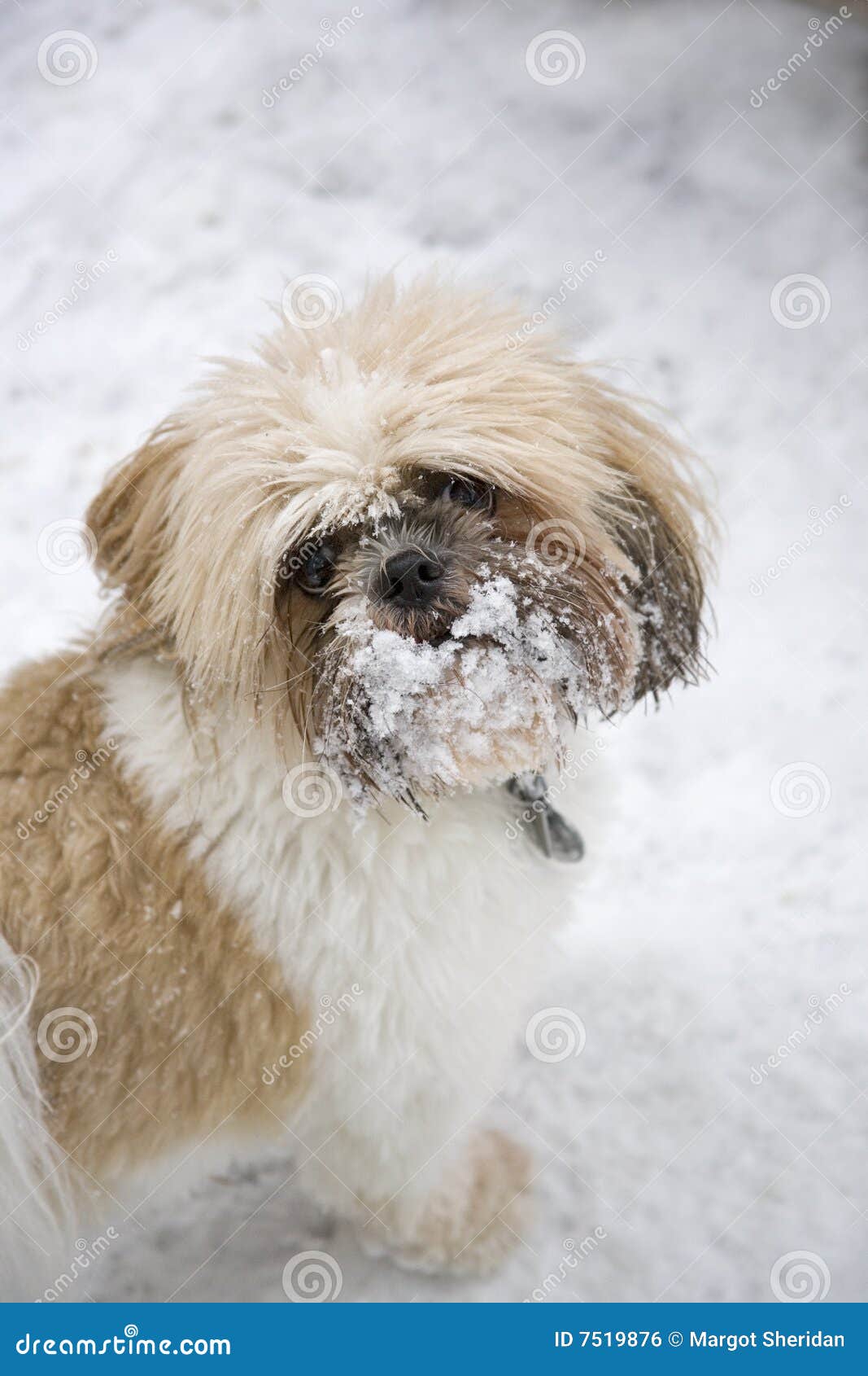 Snow Beard stock photo. Image of white, winter, face, adorable - 7519876