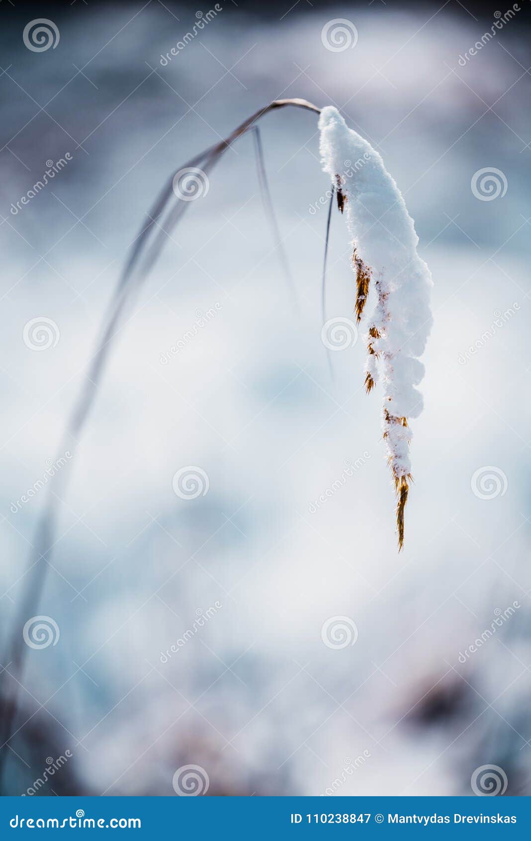 Bent Grass Also Known As Bentgrass Or Colonial Bent Or Agrostis ...