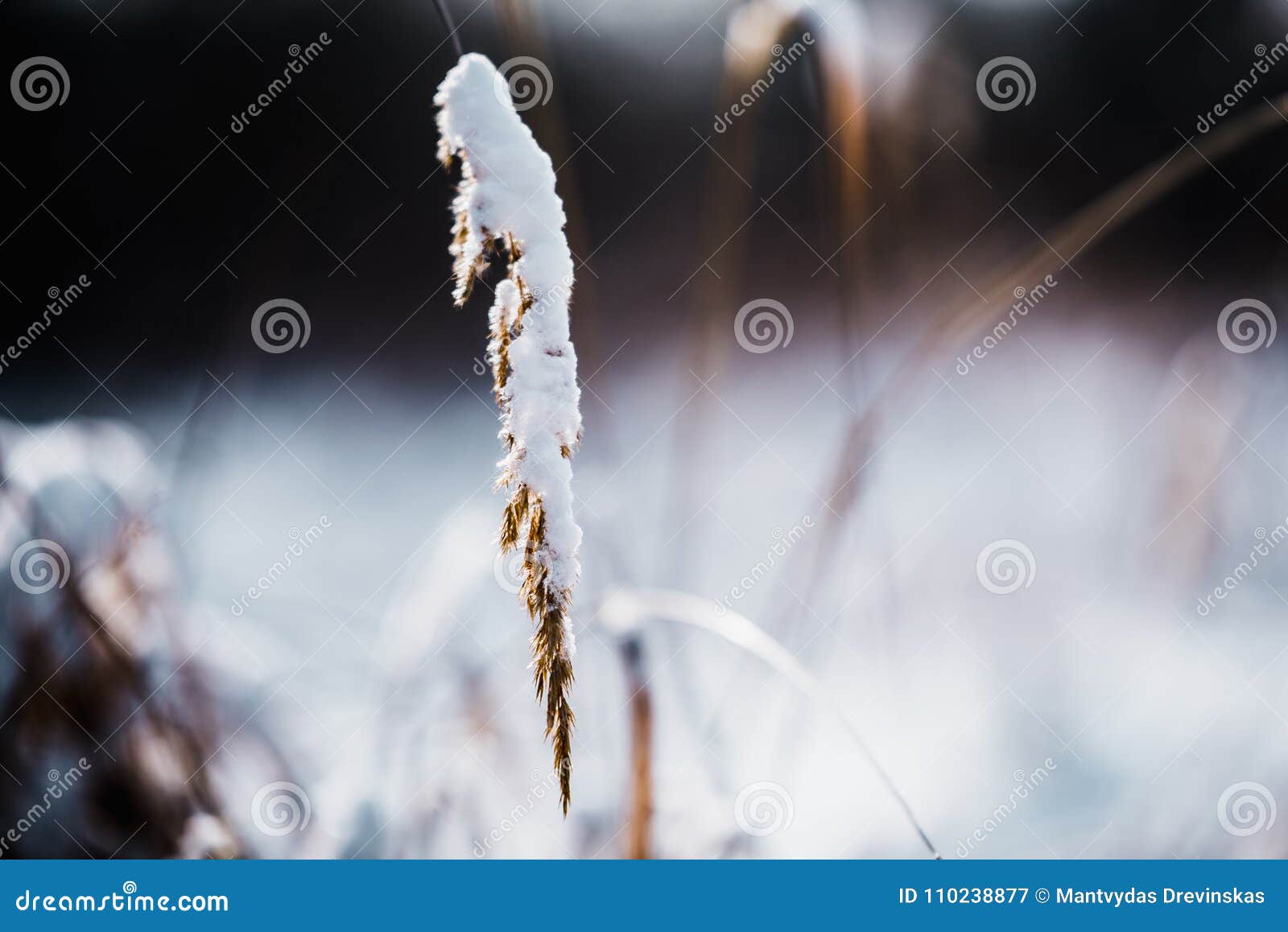 Bent Grass Also Known As Bentgrass Or Colonial Bent Or Agrostis ...