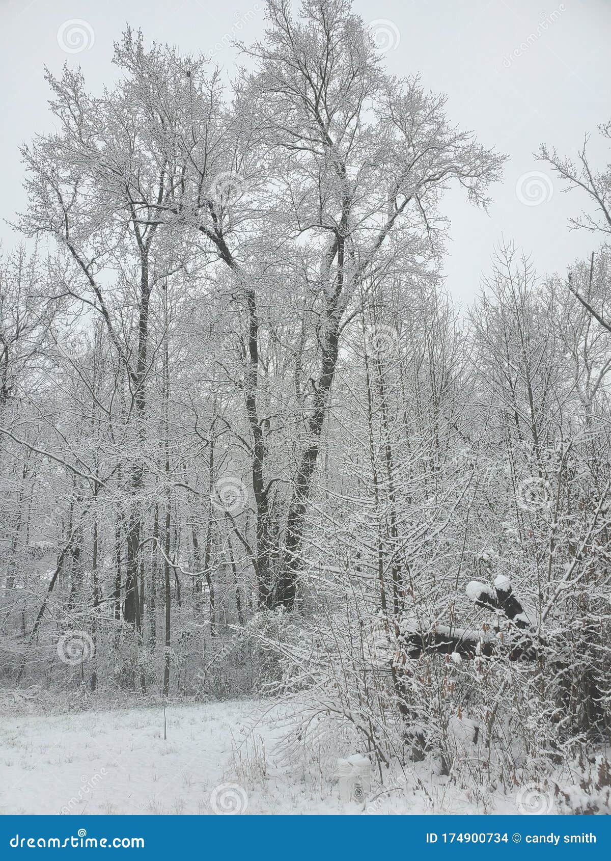 Snow Beautiful White Trees Winterland Stock Photo - Image of white ...