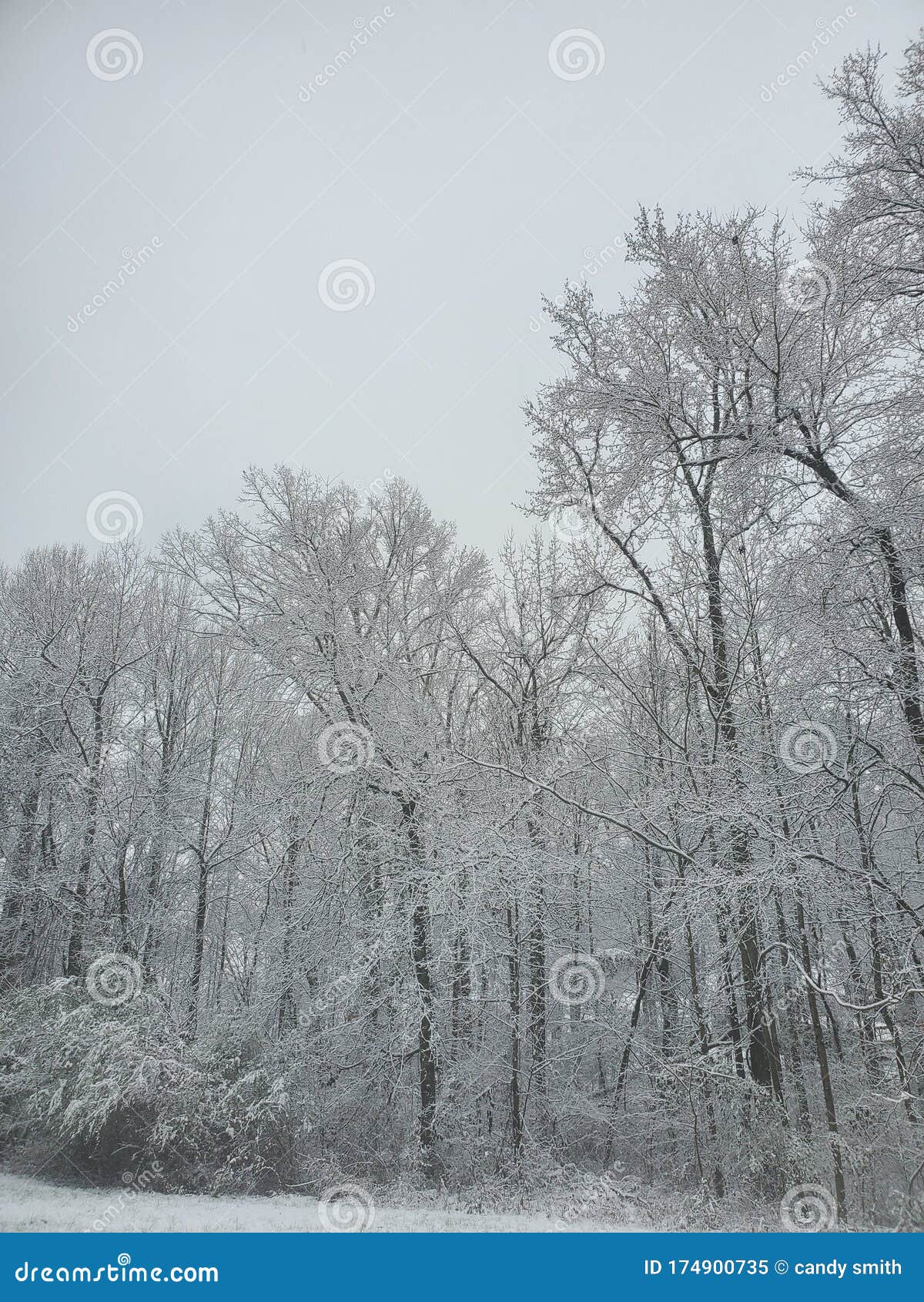 Snow Beautiful White Trees Winterland Stock Image - Image of snow ...