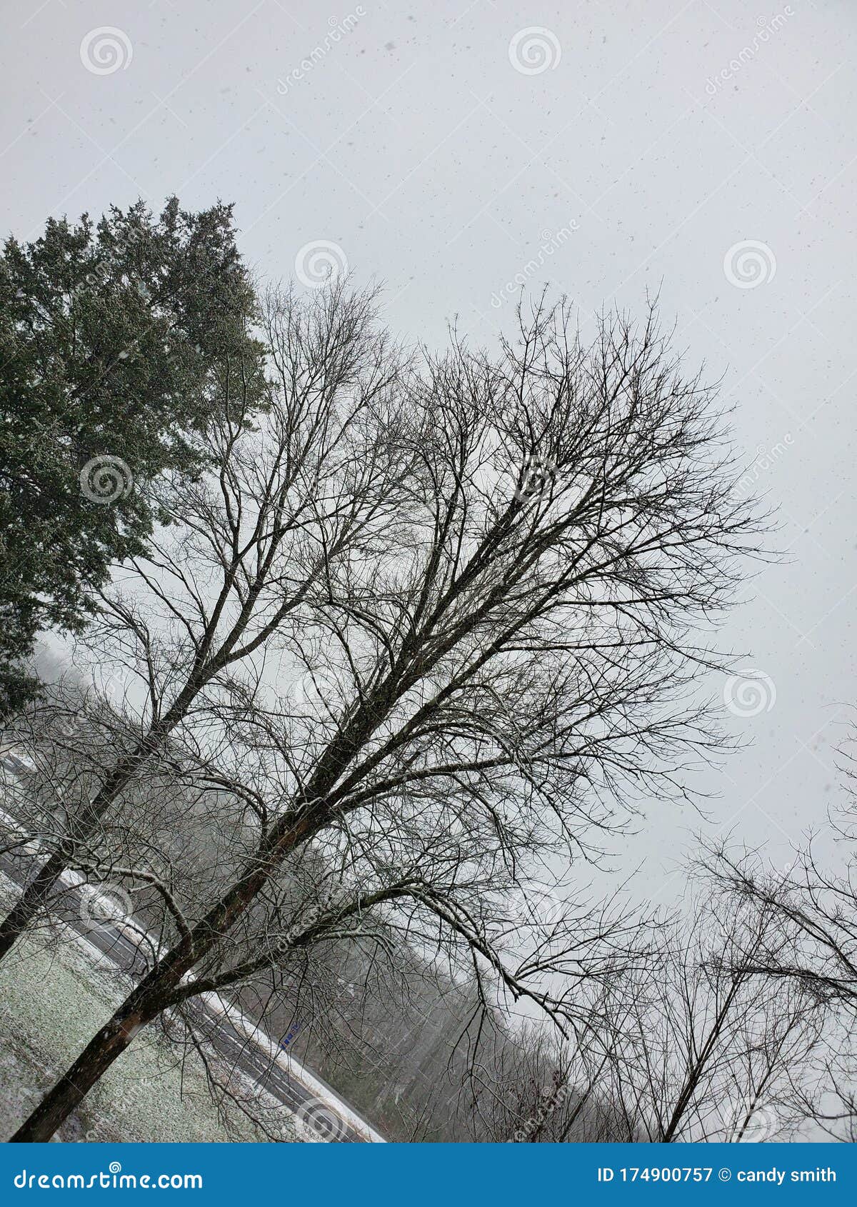 Snow Beautiful White Trees Winterland Stock Image - Image of beautiful ...