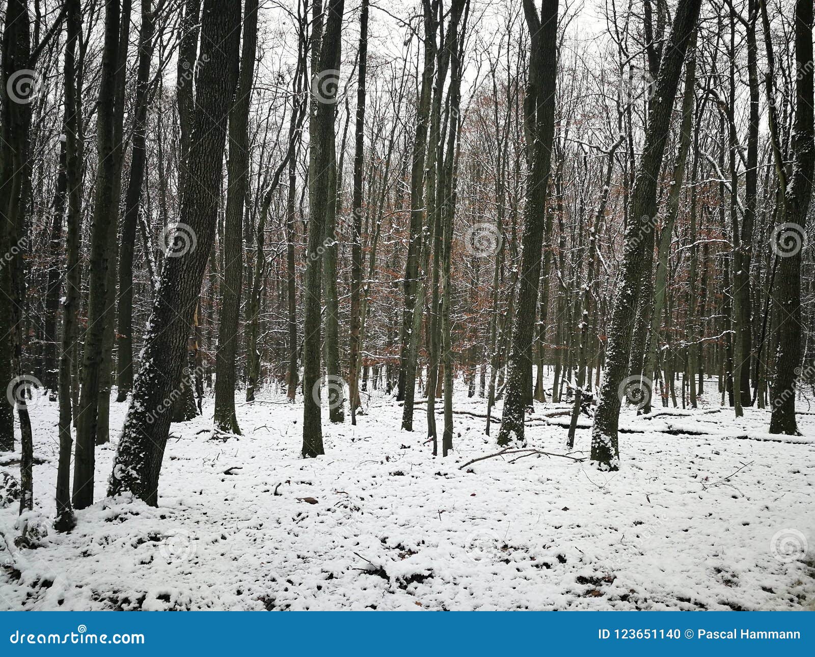 Snoowy Forest stock photo. Image of winter, snow, snowfall - 123651140