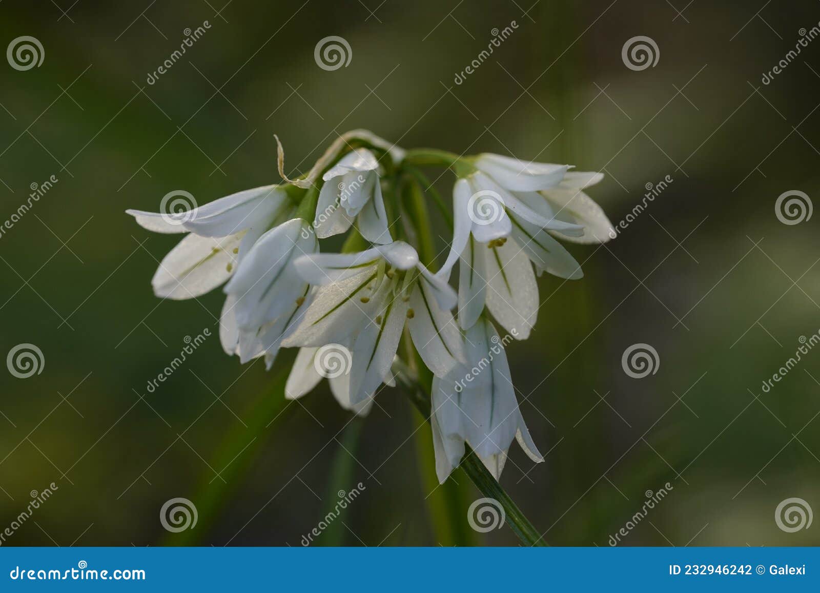 Snow bell flowers stock photo. Image of freshness, botanic - 232946242