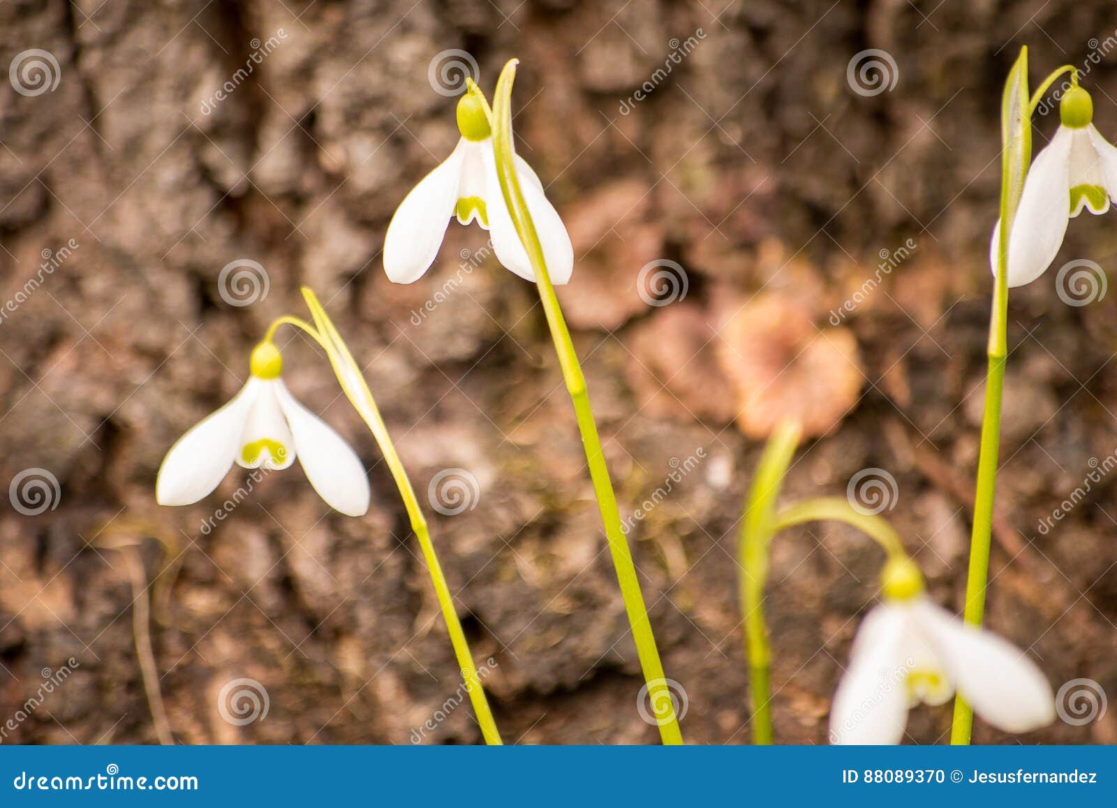 Snow bells stock photo. Image of winter, afternoon, seasons - 88089370