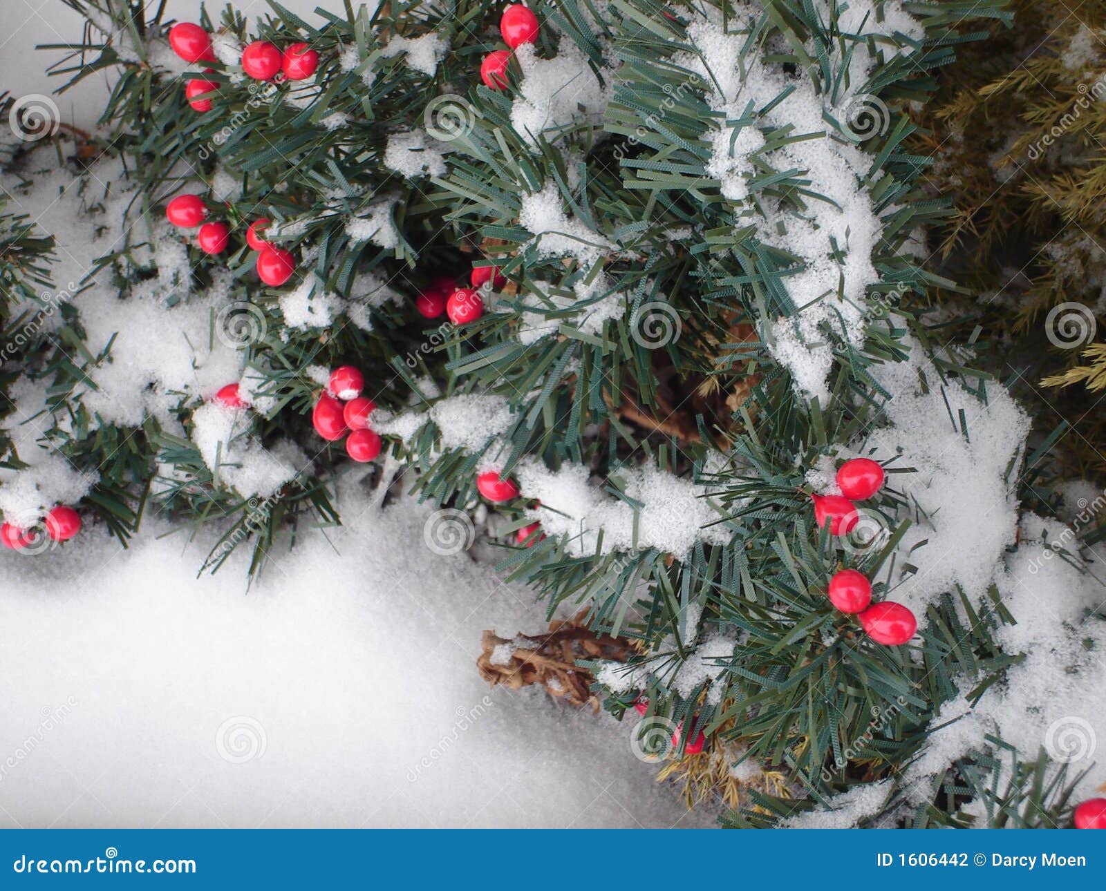 Snow Berries stock photo. Image of real, merry, branch - 1606442
