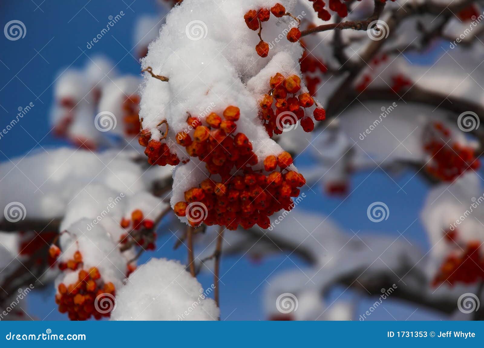 Snow berries stock image. Image of flakes, freeze, dead - 1731353