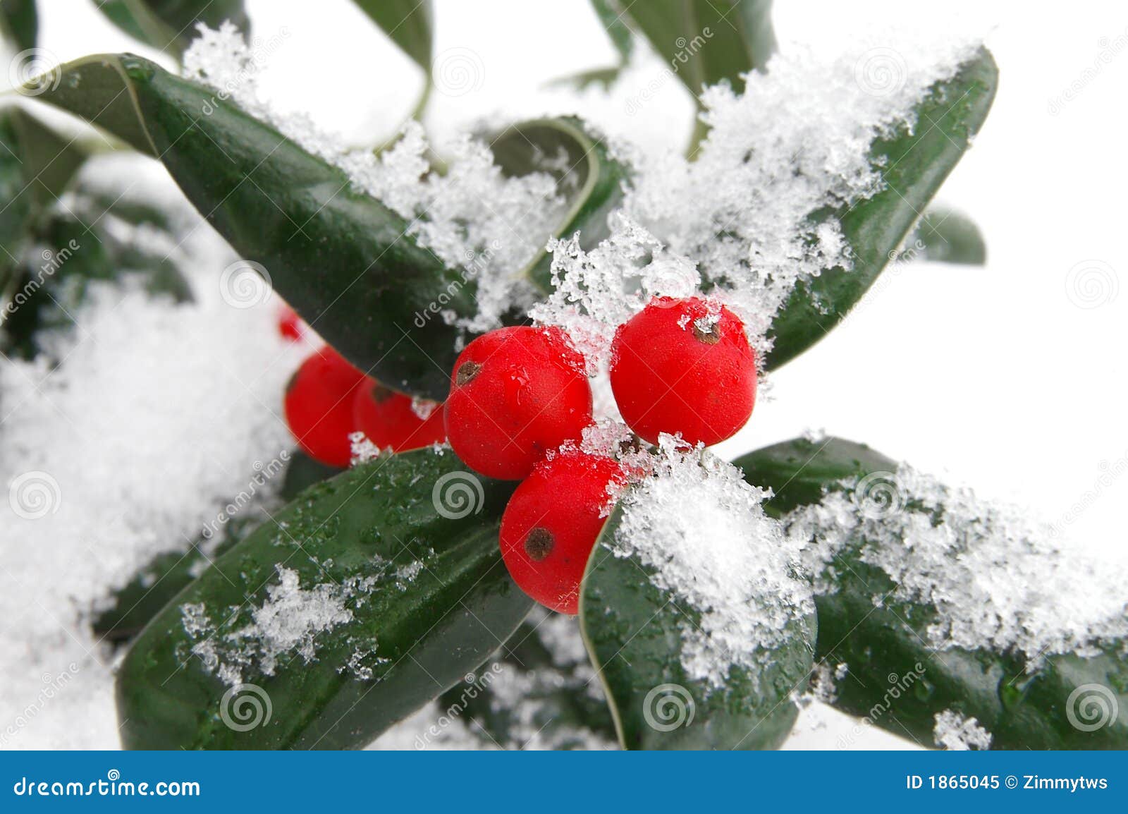 Snow berries stock image. Image of winter, small, bush - 1865045