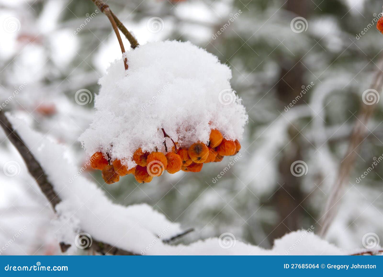 Snow on berries. stock photo. Image of winter, branch - 27685064