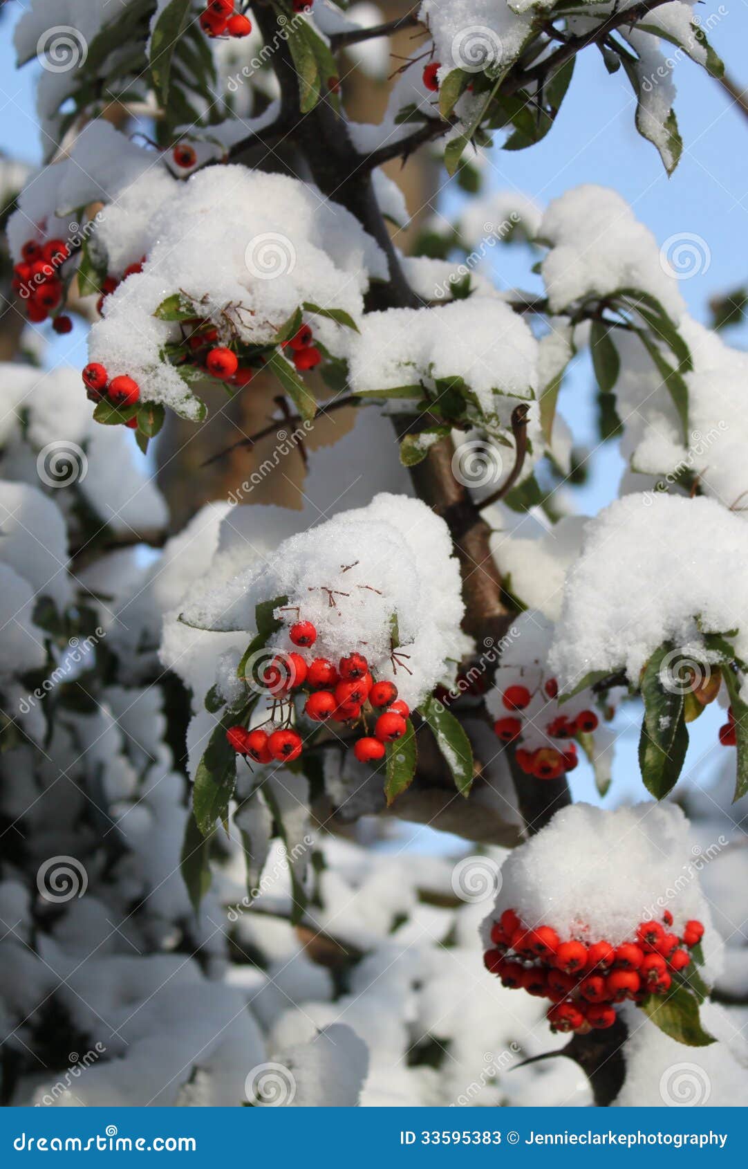 Snow on Berries stock image. Image of cold, christmas - 33595383