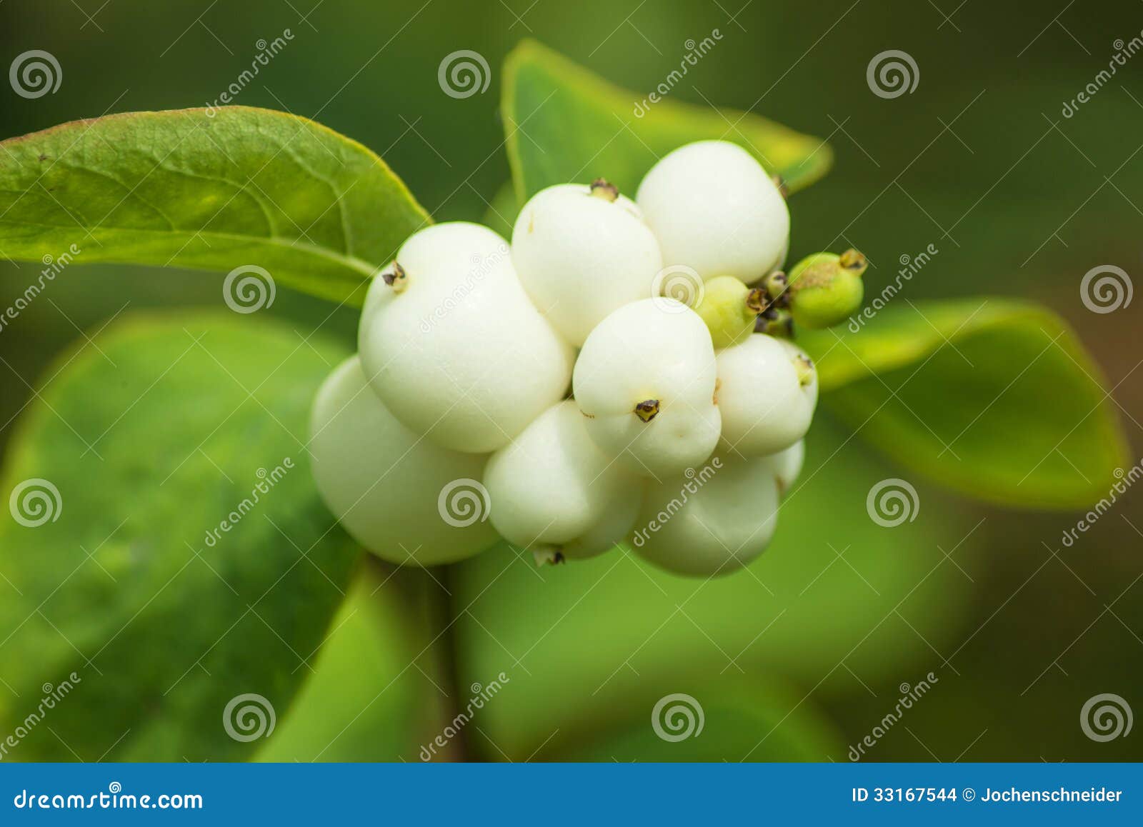 Snow-berry stock photo. Image of trees, bush, ecology - 33167544