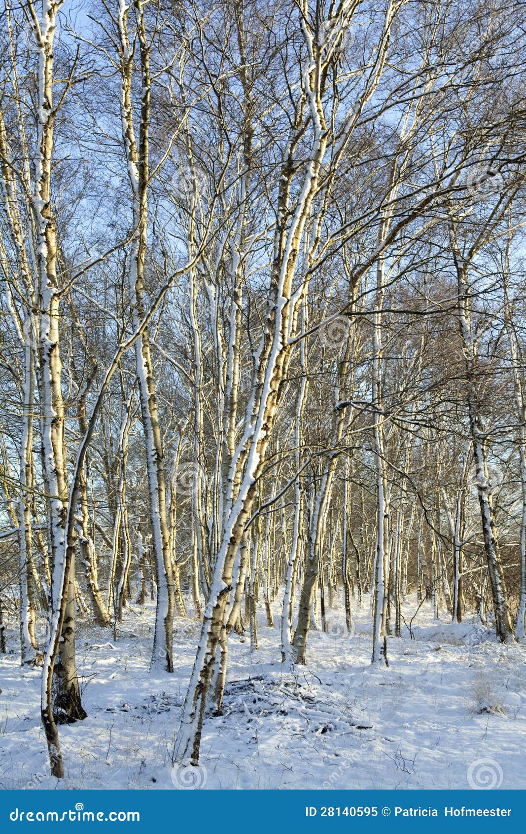 Snow on the birch trees stock image. Image of blue, tranquil - 28140595