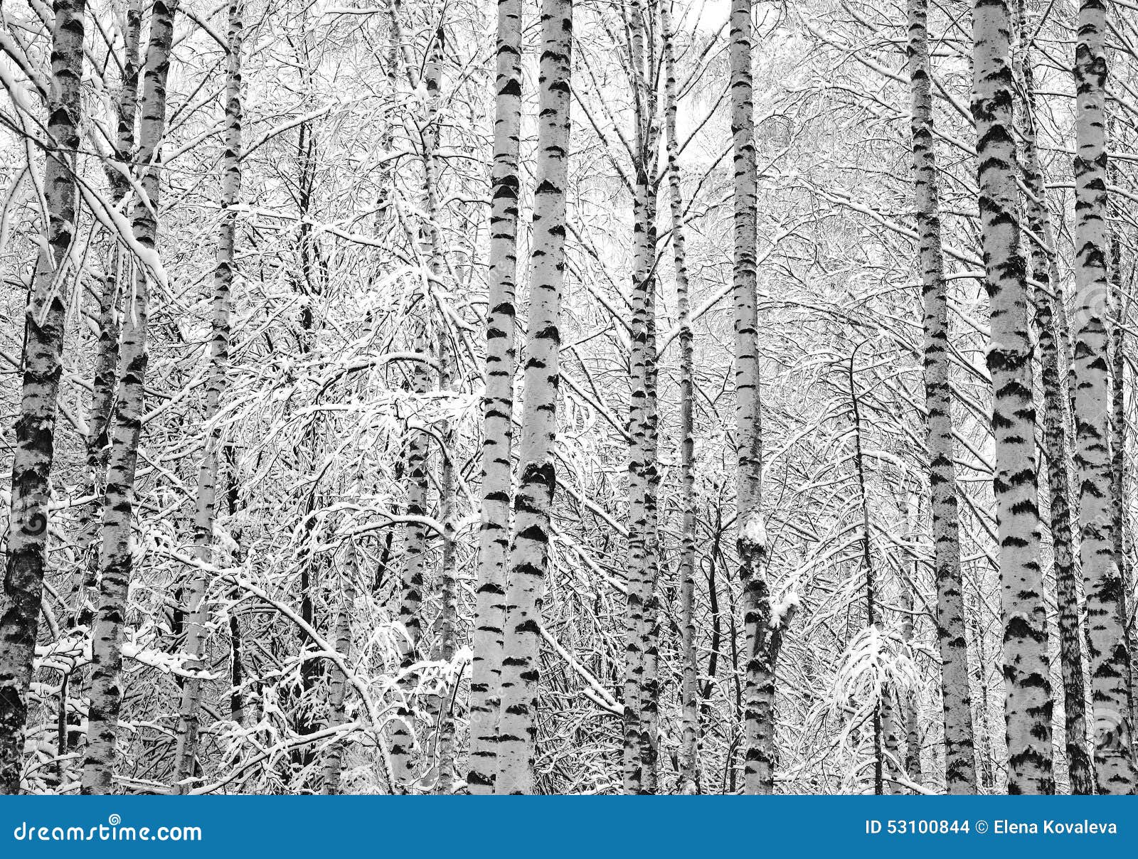 Snow Birch Trees Black and White Stock Photo - Image of landscape ...