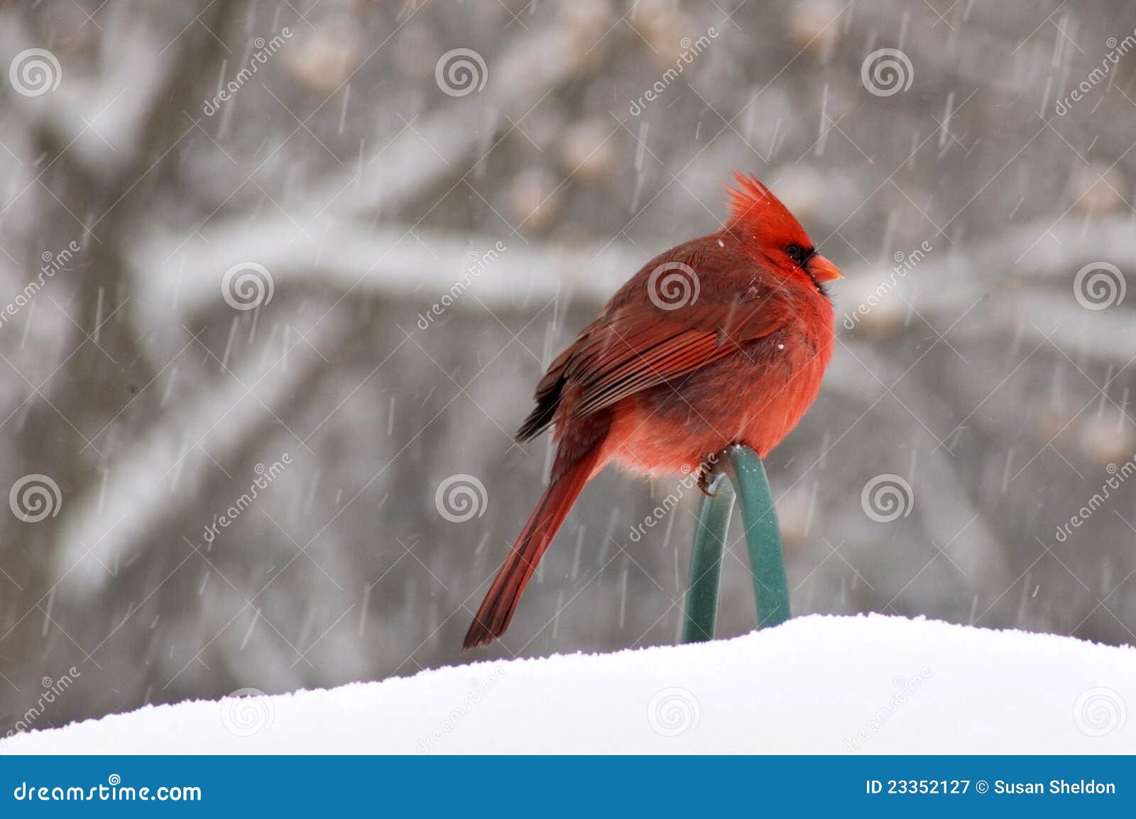 Snow bird stock image. Image of isolated, frosted, white - 23352127