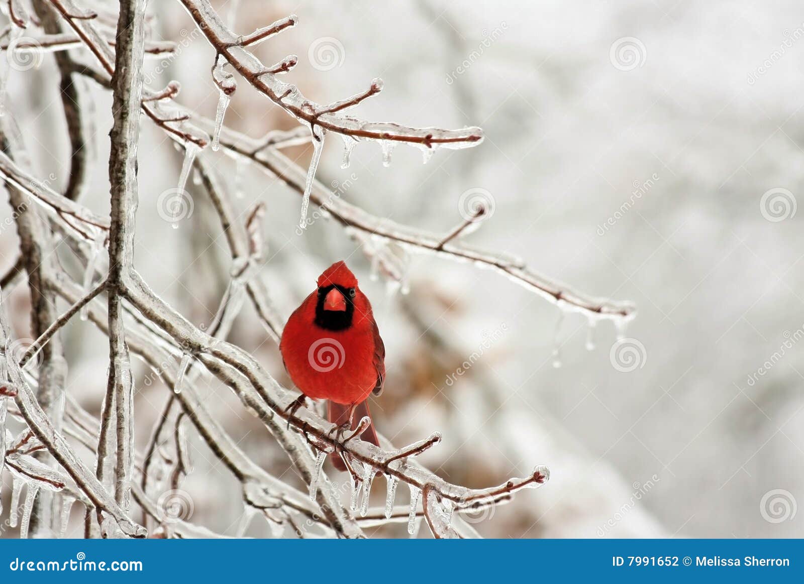 Snow bird stock photo. Image of weather, winter, nature - 7991652