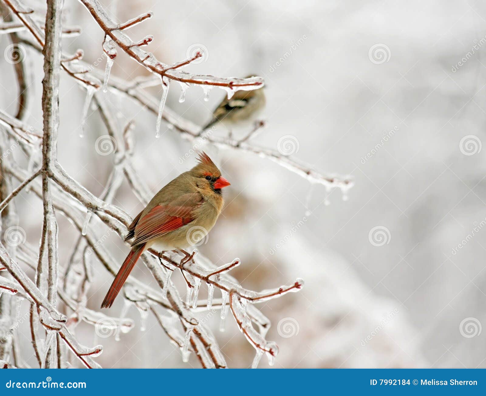 Snow bird stock photo. Image of weather, bird, seasonal - 7992184