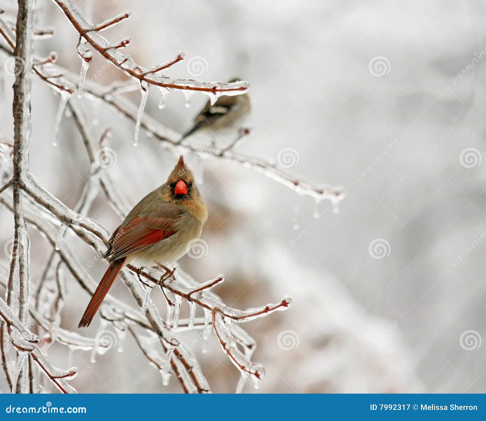Snow bird stock image. Image of cold, seasonal, icicles - 7992317