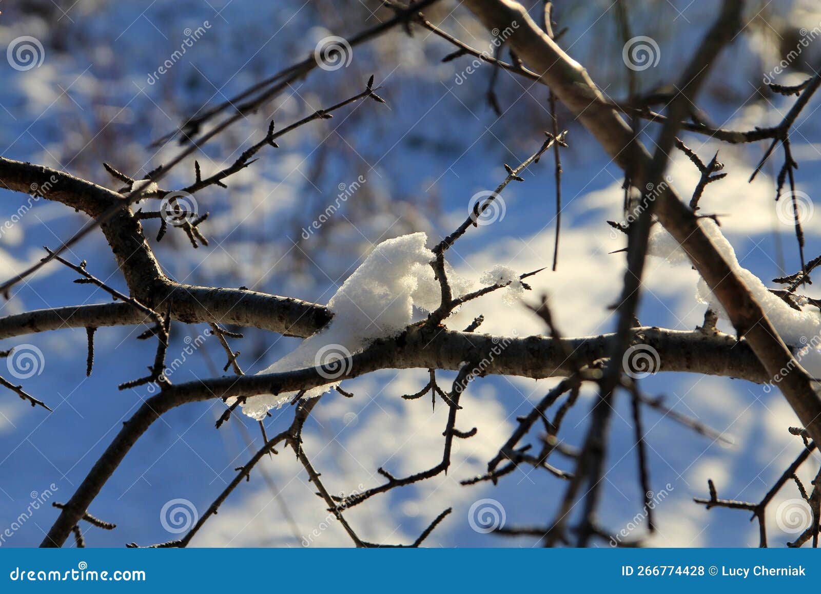 Snow Bird on Branch stock photo. Image of snow, winter - 266774428