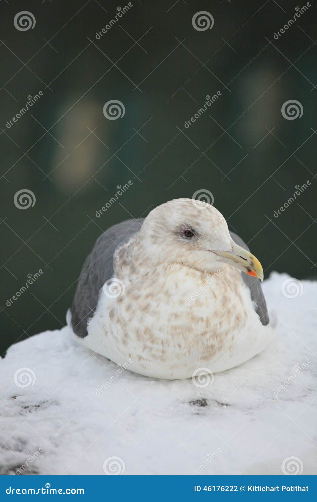 Snow bird on snow stock photo. Image of look, animal - 46176222