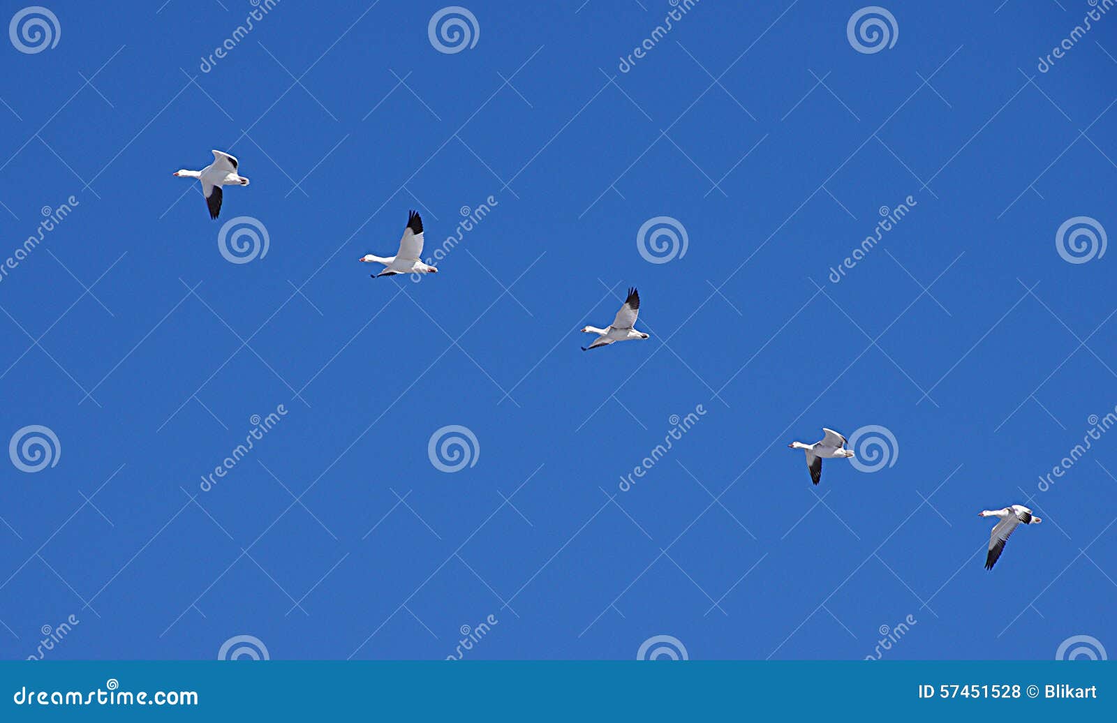 Snow birds. stock photo. Image of flying, blue, birds - 57451528