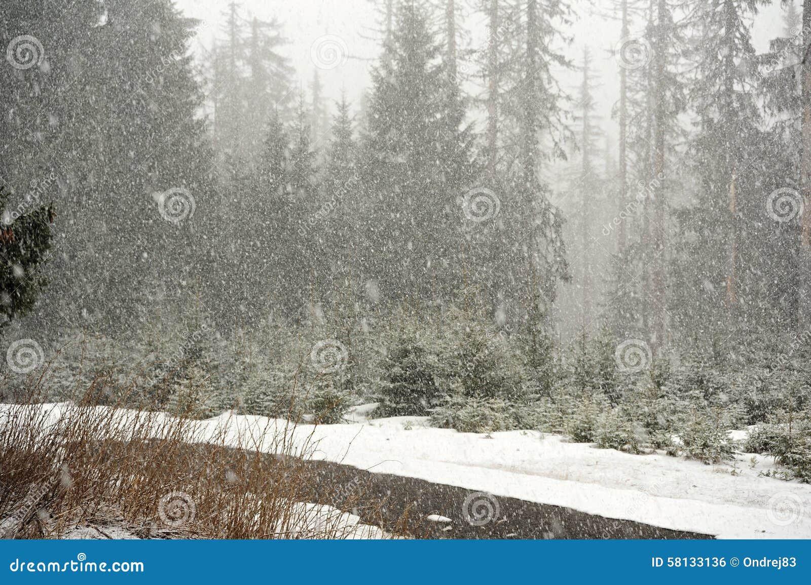 Snow Blizzard in the Forest Stock Photo - Image of outdoors, blizzard ...