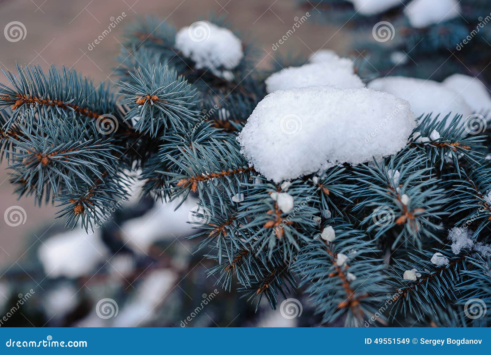 Snow on blue spruce stock image. Image of botanical, snowy - 49551549