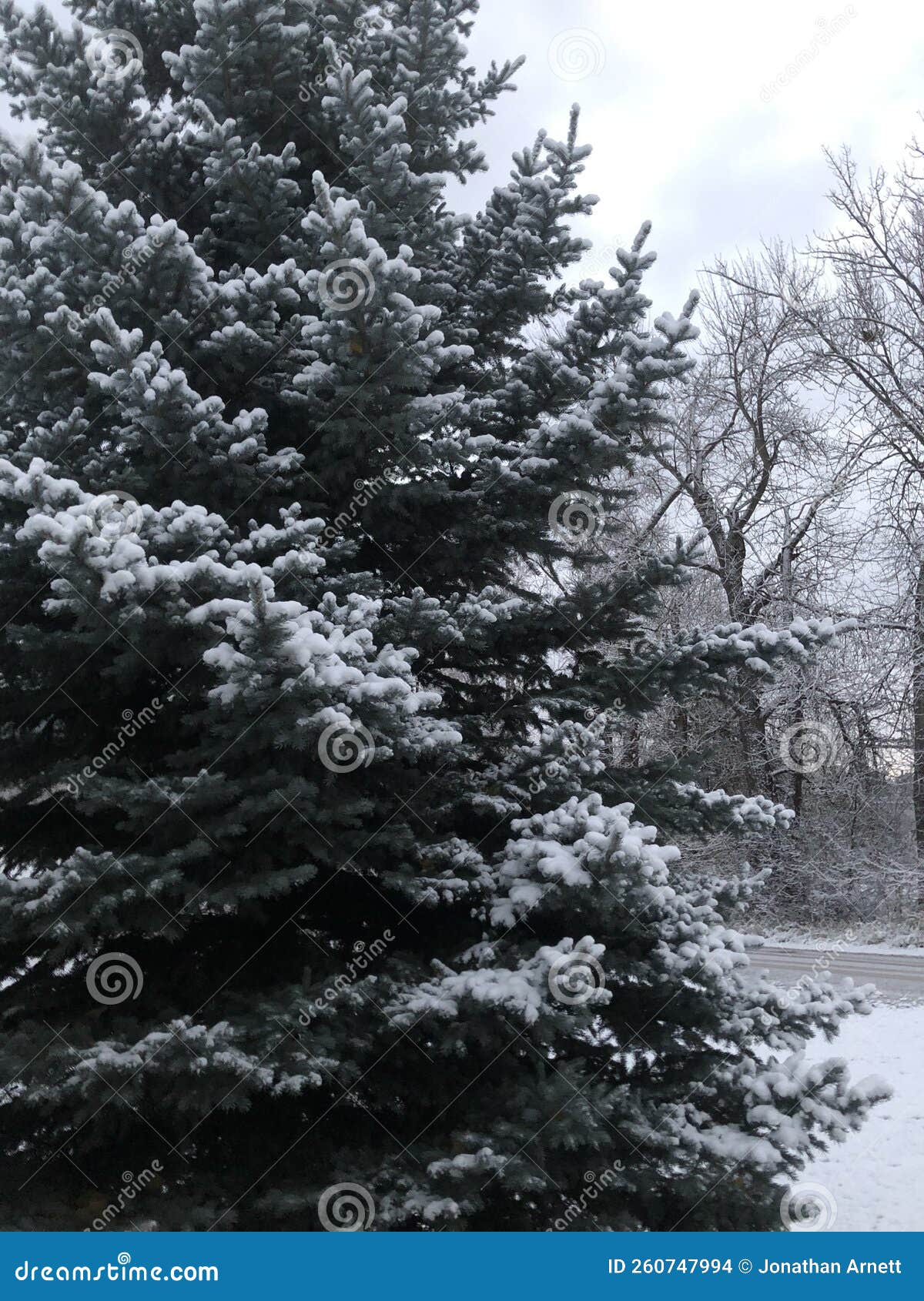 Snow on blue spruce tree stock photo. Image of mountain - 260747994