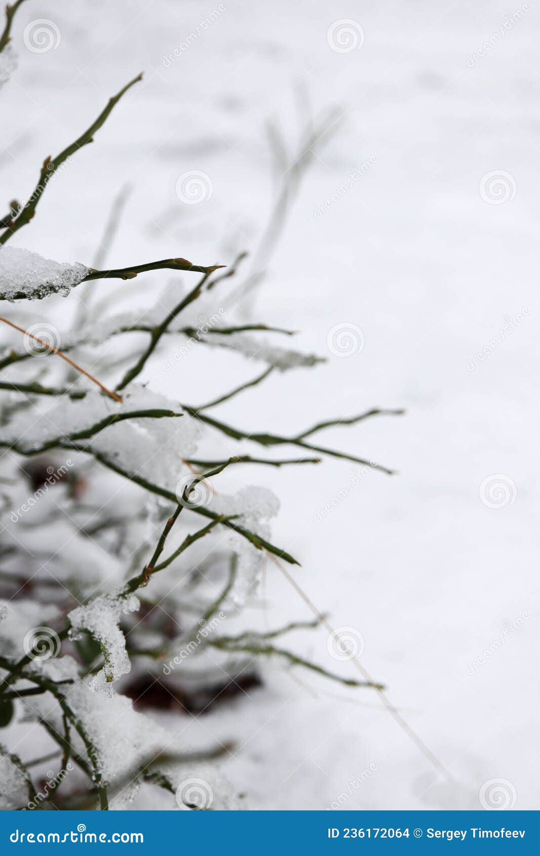 Snow on Blueberry Bush Close Up Stock Photo - Image of white, nature ...