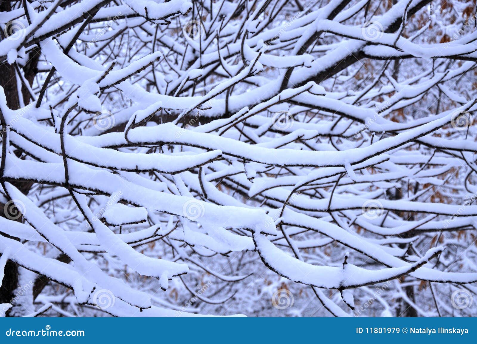 Snow branch stock image. Image of cold, storm, horizontal - 11801979